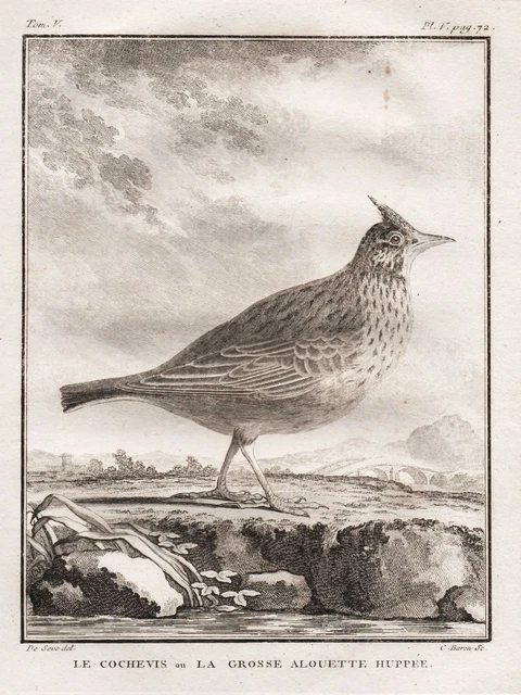 LERCHE ALOUETTE OISEAUX Haubenlerche Oiseau Engraving Gravure sur ...