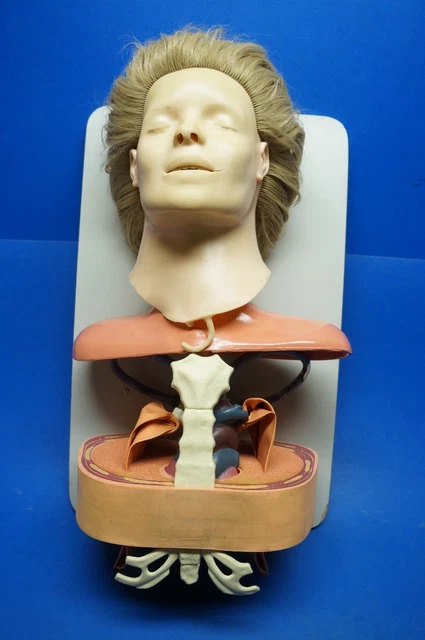 ASMUND S.LAERDAL ANATOMIQUE Entraînement Anne, Mannequin Femelle ...