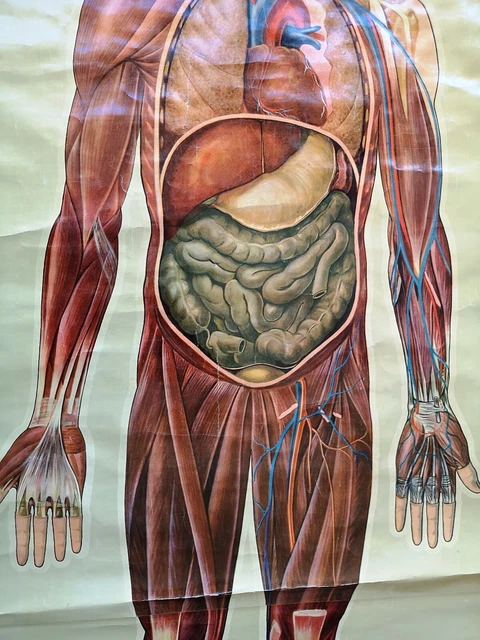 ADAM ROUILLY MEDICAL Chart General Anatomy, Anatomical Vintage Medical ...