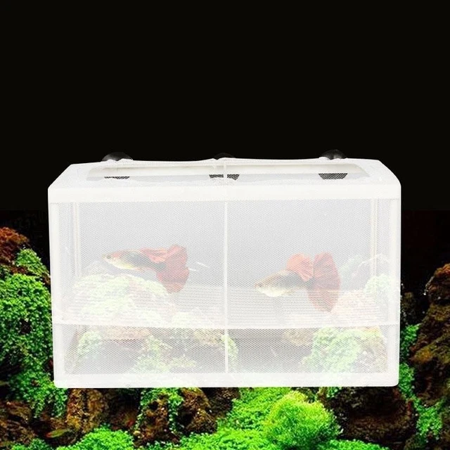 LARGE WITH SLAT Incubator Isolation Box for Small Fish Scat $21.24 ...