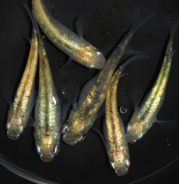 ZENNSINNTAINAIKOU MEDAKA RICE fish eggs 20+α 全身体内光 made in Japan ...