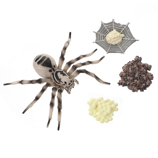 LIFE CYCLE OF Tarantula Figurine Spider Figurines Life Cycle Figurines ...