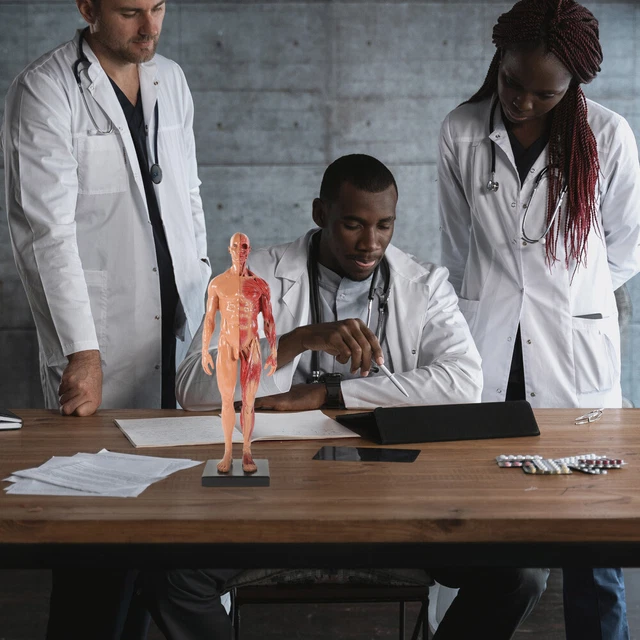 MODÈLE DE CORPS Humain Mini D'anatomie Du Structure Musculaire ...