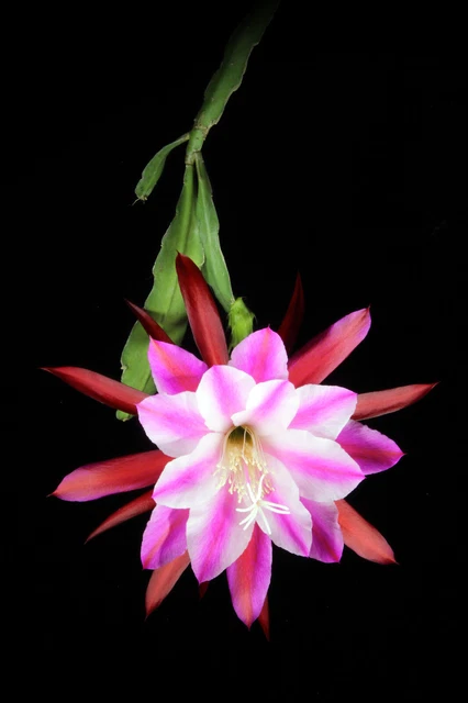 &EPIPHYLLUM IBRIDO EPICACTUS, cactus foglia piccola pianta ""Dancing ...