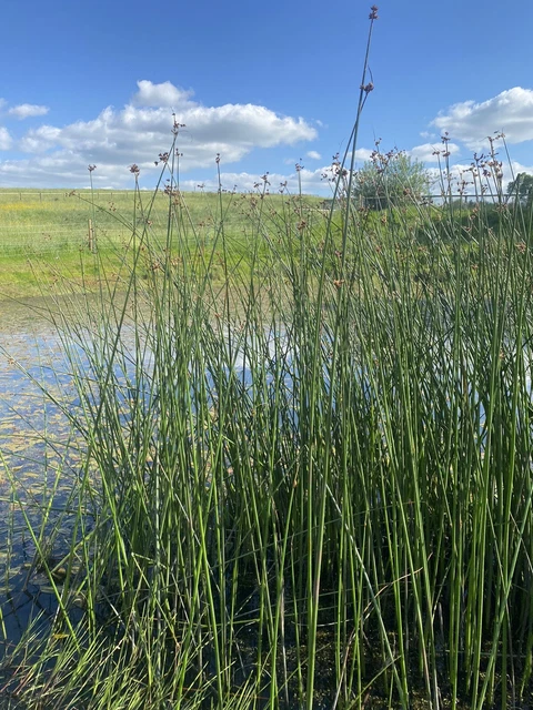 TRUE BULRUSH LIVE Water Plant Scirpus Lacustris Pond Feature Reed ...