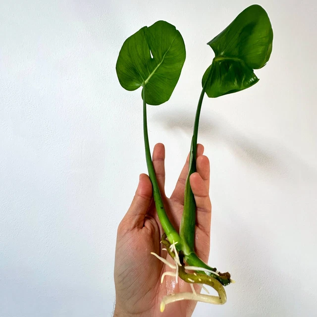 MONSTERA DELICIOSA PIANTA di 2 foglie con radici già sviluppate ...