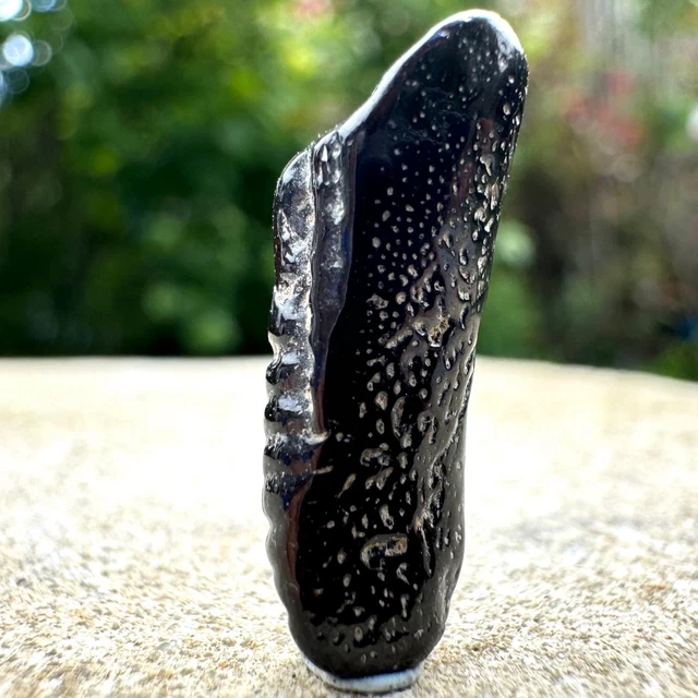 RARE FOSSIL FISH Ray Tooth Plate - Eocene London Clay, Harwich, Essex ...