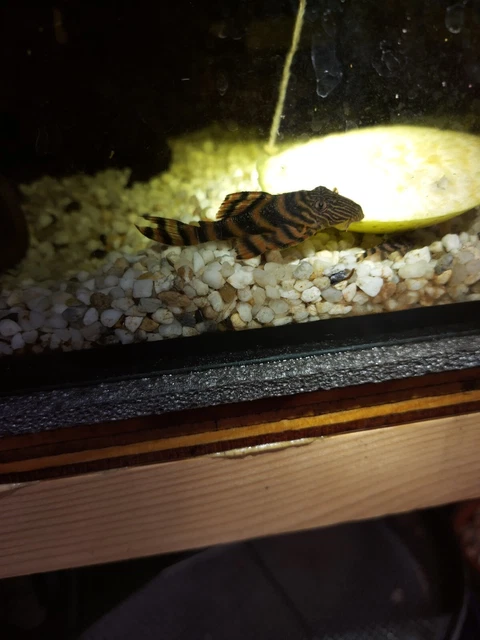 L397 SUPER RED Alenquer Tiger Pleco ,tropical aquarium £25.00 - PicClick UK