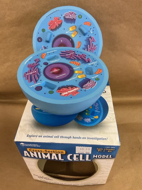 LEARNING RESOURCES CROSS-SECTION Animal Cell Model Soft Foam Early ...