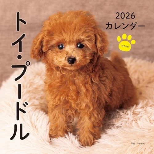 CALENDARIO 2026 BARBONCINO Toy (Calendario Seibundo Shinkosha) EUR 41 ...