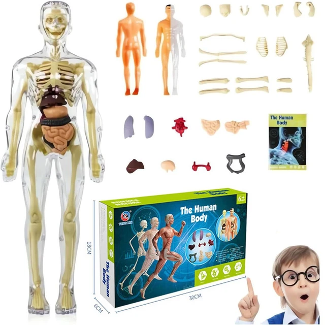 3D HUMAN BODY Torso Model for Kids Anatomy Model Skeleton, Removable ...