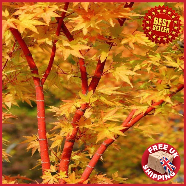 LARGE 130-150CM TALL Acer palmatum Sango Kaku Coral Bark Maple tree in ...