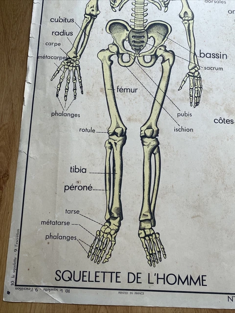ANCIENNE AFFICHE ÉCOLE tableau science squelette corps humain rossignol ...