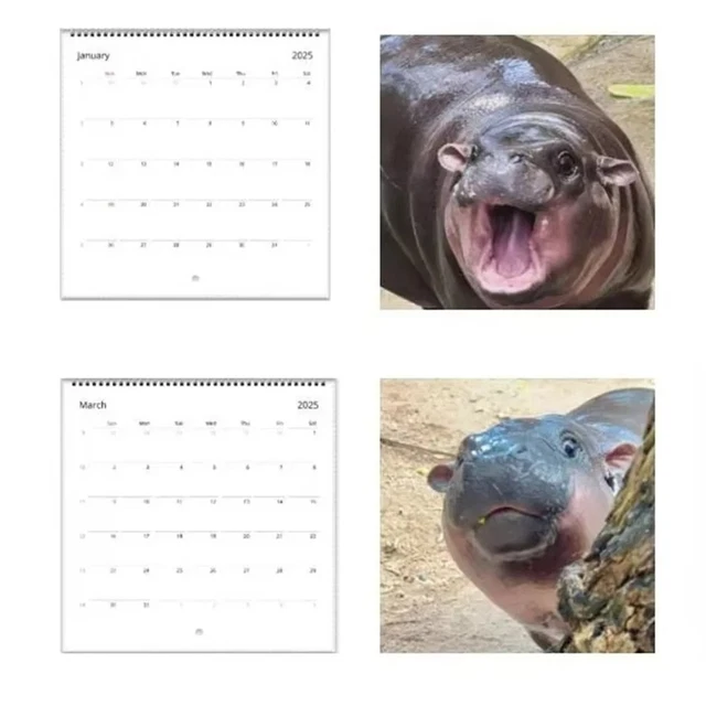 2025 MOODENG CALENDAR, Moodeng Calendar,MooDeng Pygmy Hippopotamus ...
