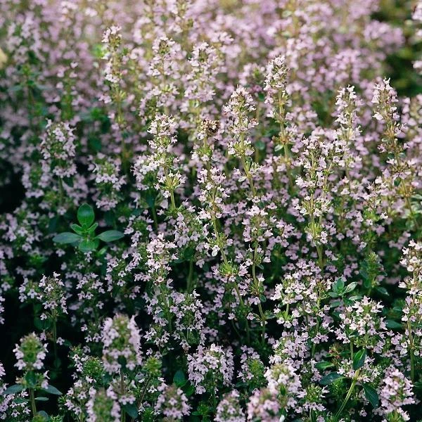 THYME COMMON VULGARIS (Thymus Vulgaris) Plug Plants Pack x6 £4.95 ...