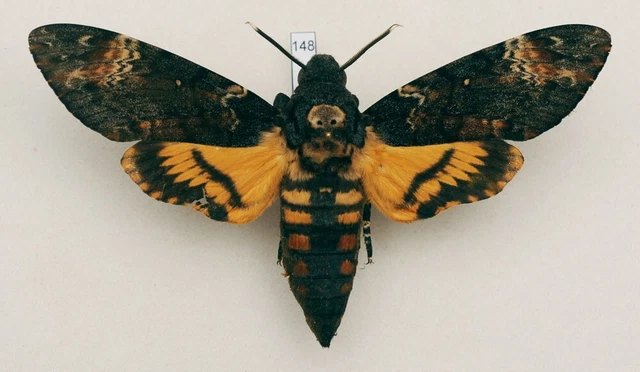 SPHINGIDAE - ACHERONTIA atropos - Death's-head Hawk-moth - #148 EUR 14 ...