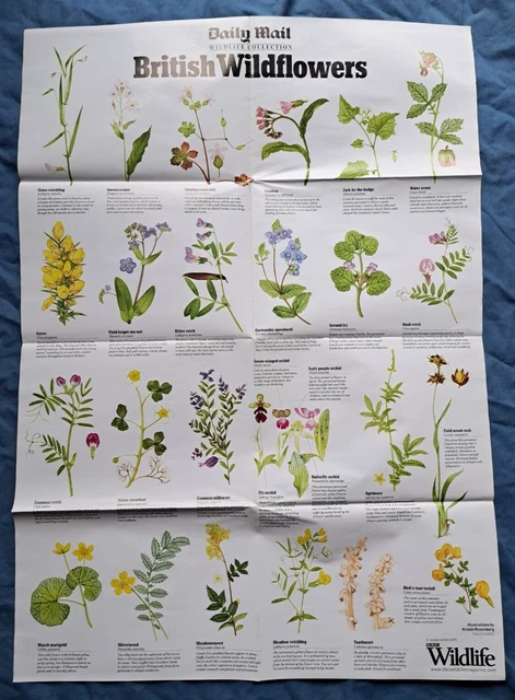 BRITISH WILDLIFE WALLCHART - Wildflowers - Poster A1 Size Daily Mail ...