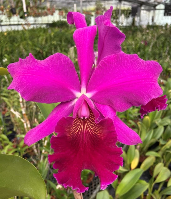 RARE CATTLEYA ORCHIDS - Lc Edith Bolling Wilson 'First Lady' EXCLUSIVE ...