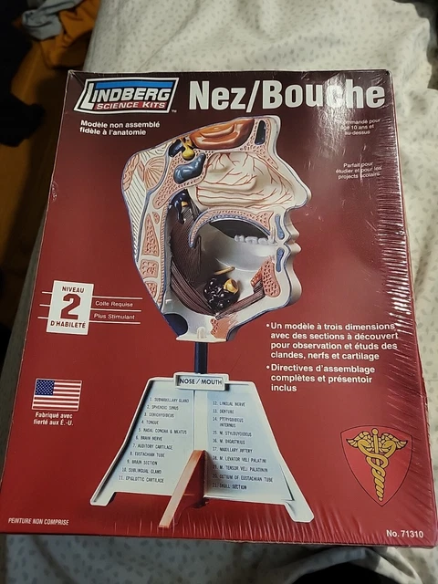 LINDBERG SCIENCE PLASTIC Nose Mouth Human Anatomy Anatomical 3D Model ...