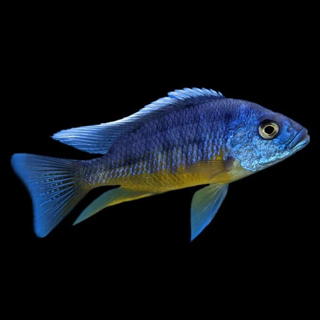 BLUE ORANGE INSIGNIS Cichlid | Male & Female | Protomelas spilonotus ...