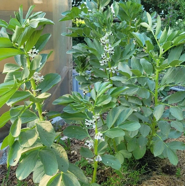 PUFFBOHNE (DICKE BOHNE) 'Leipziger Winter' Sehr früh, seltene alte ...