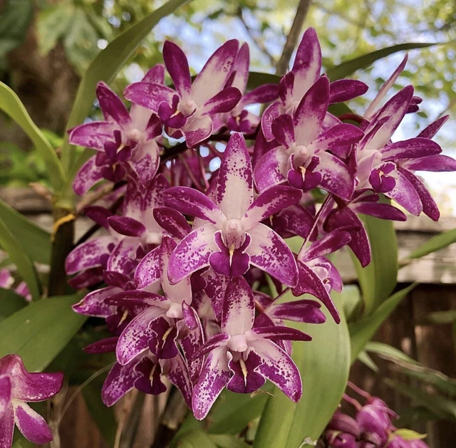 DENDROBIUM ORCHID - Flinders ‘Grant Garrett’ X Speciosum ‘Daylight Moon ...