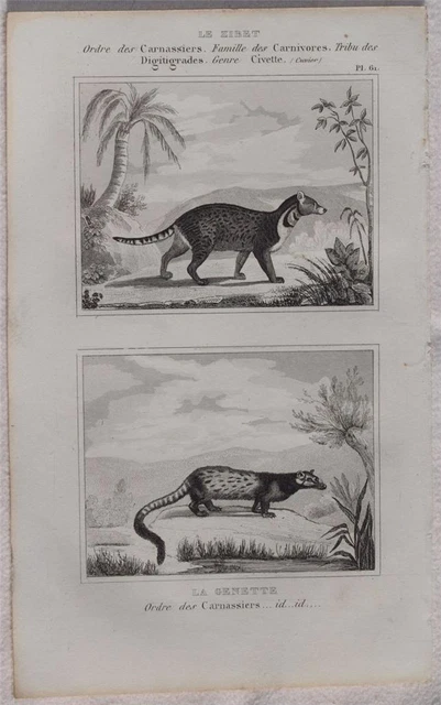 BUFFON ORIGINALE 1850 Zibetto Genetta Civet Genet Genette Zibet Animals ...