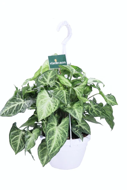PIANTA DI SYNGONIUM Podophyllum pianta vera rampicante o ricadente da ...