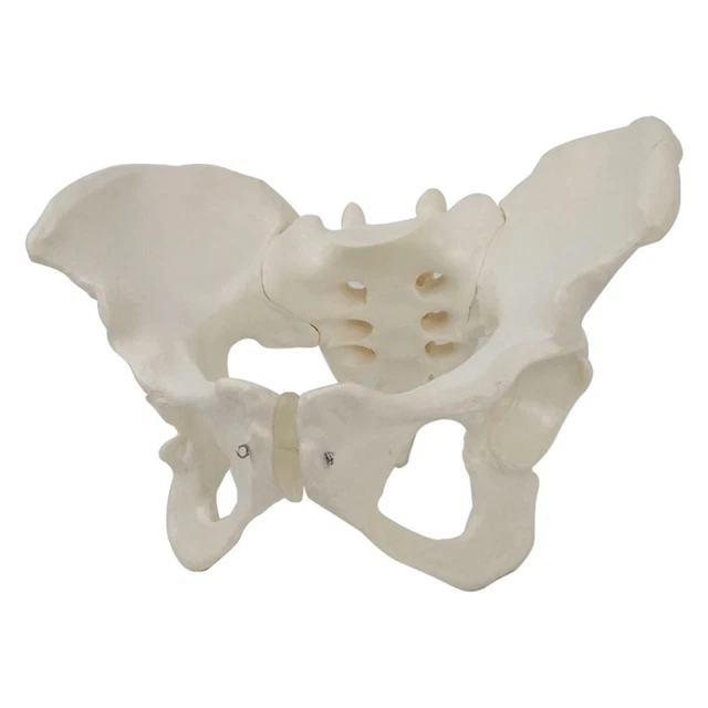 LIFE SIZE FEMALE Basin Model Basin Skeleton Model Anatomical Models £26 ...