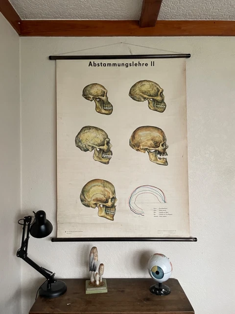 VINTAGE EVOLUTION SKULLS school chart educational chart HUMAN SKULLS ...