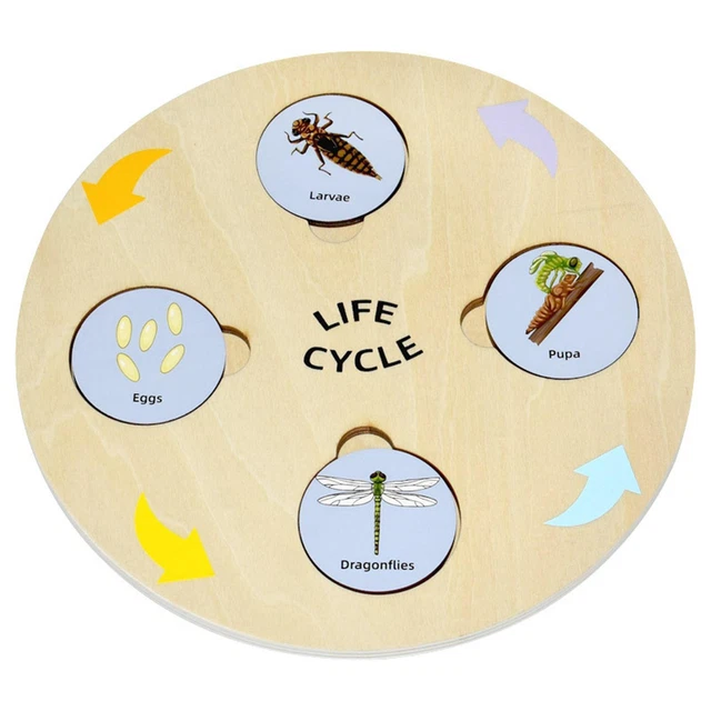 LIFE CYCLE TRAY Flash Cards Montessori Life Cycle Tray for Children ...