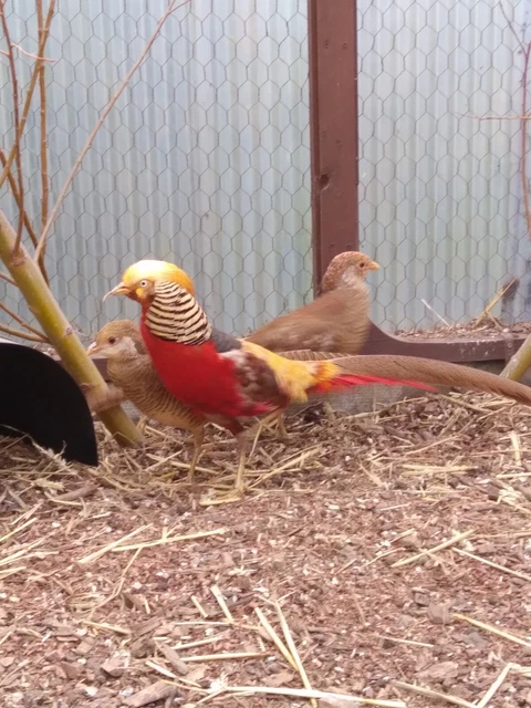 CINNAMON GOLDEN PHEASANT Hatching Eggs For Incubator Or Broody Hen X6 £ ...
