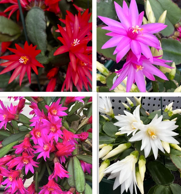 HATIORA RHIPSALIDOPSIS ROSEA Spring Easter Cactus 2 Pcs Cuttings ...