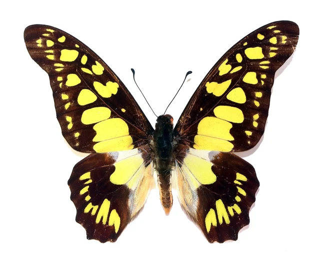 LEPIDOPTERA, PAPILIONIDAE, GRAPHIUM TYNDERAEUS, R.C.A (papillon monté ...