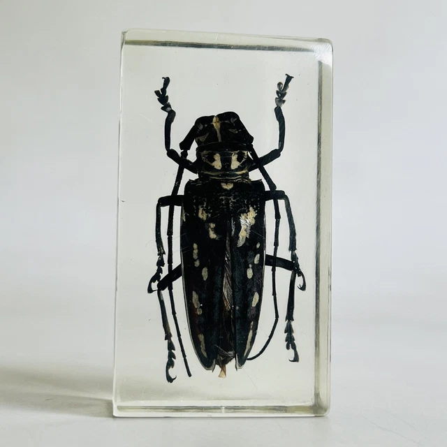 REAL LIFE BUGS And Insects National Geographic Taxidermy Spotted ...