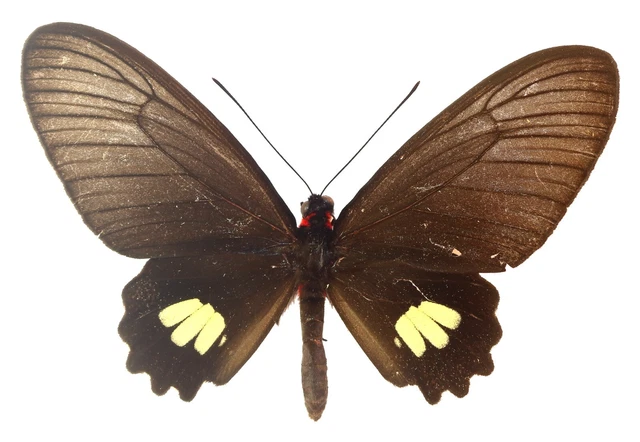 LEPIDOPTERA, PAPILIONIDAE, PARIDES PIZARRO, female PERU (mounted ...