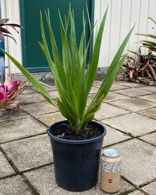 DRACAENA DRACO &DRAGON Tree" Young Plants for Landscaping or Pots EUR ...