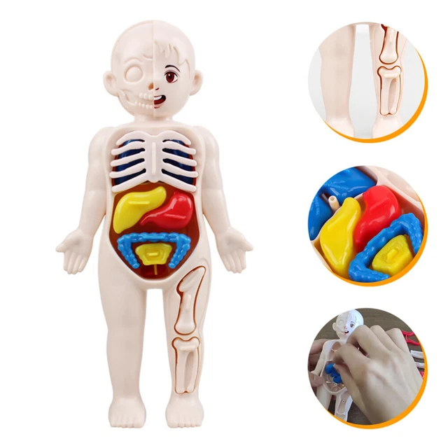 HUMAN ORGAN MODEL Child Models for Kids Torso with Removable Organs £7. ...