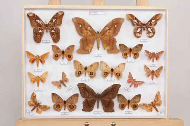 ENTOMOLOGIE COLLECTION MUSÉUM des insectes du monde Lot N°16 ...
