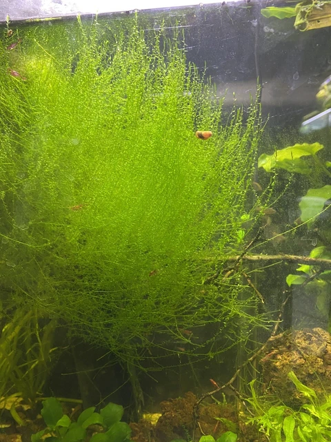 MOUSSE DE JAVA TAXIPHYLLUM BARBIERI OU VESICULARIA DUBYANA - 150ML ...