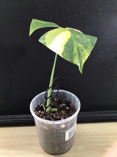 HIGHLY VARIEGATED MONSTERA Aurea Borsigiana, Potted, Rooted, Cutting ...