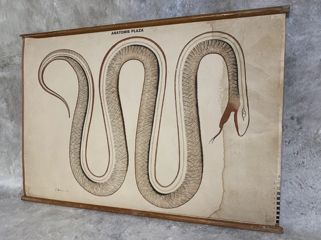 VINTAGE SERPENT ANATOMY Lithography School Chart, 1970s Original print ...