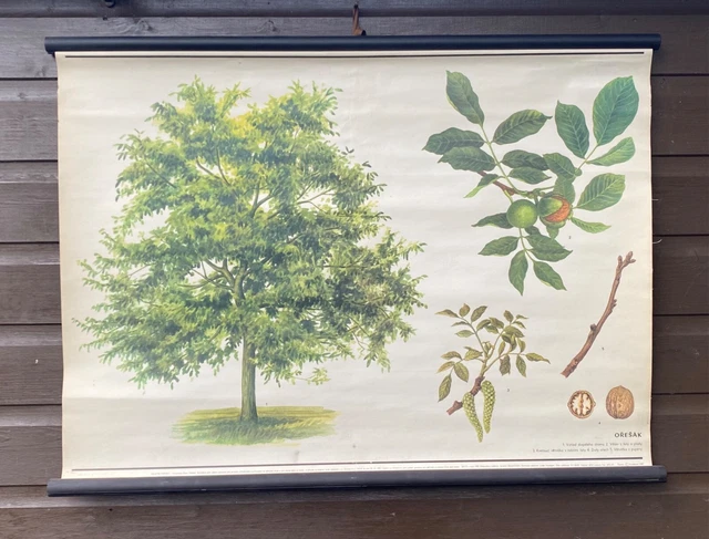 VINTAGE BOTANICAL ROLL down school chart of a walnut tree £65.00 ...