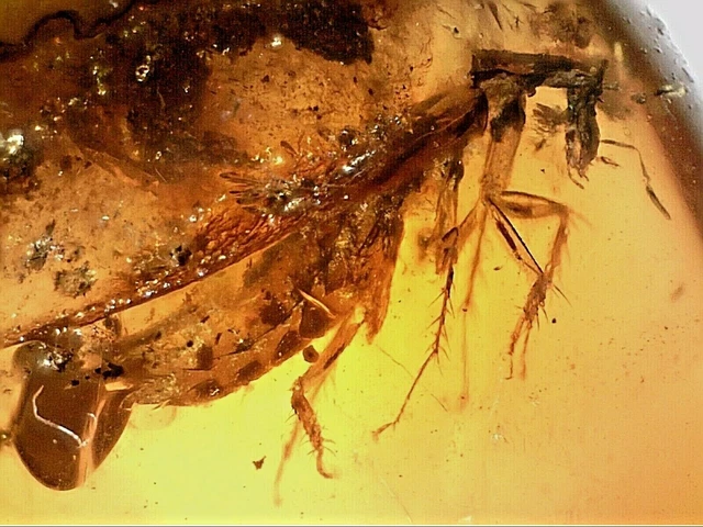 BURMESE CRETACEOUS AMBER/BURMITE RARE Manipulator Predatory Cockroach ...