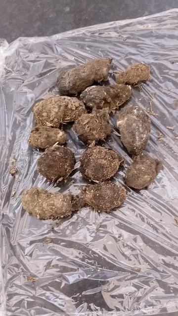 English Wild Barn Owl Pellets Pack Of 12 £1630 Picclick Uk