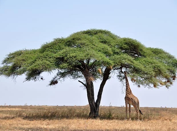 GROW BONSAI UMBRELLA Thorn Tree. Iconic tree of the African Savanna ...