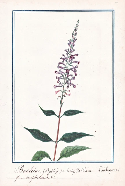 BUDDLEJA LINDLEYI FLEURS Botanique Aquarelle Dessin 1830 EUR 36,70 ...