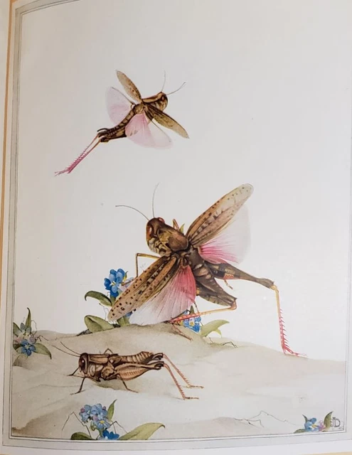 FABRE'S BOOK OF Insects Illustrations par Detmold 1936 3ème impression ...