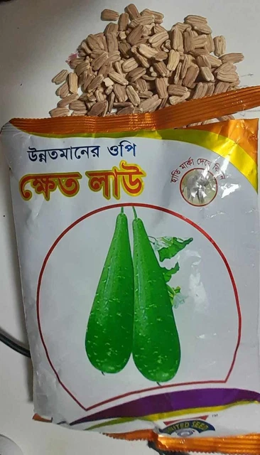 10 SEEDS, 100% Bangladeshi Lau -Kudu Seed, bottle Gourd, Dudhi, Dodhi ...