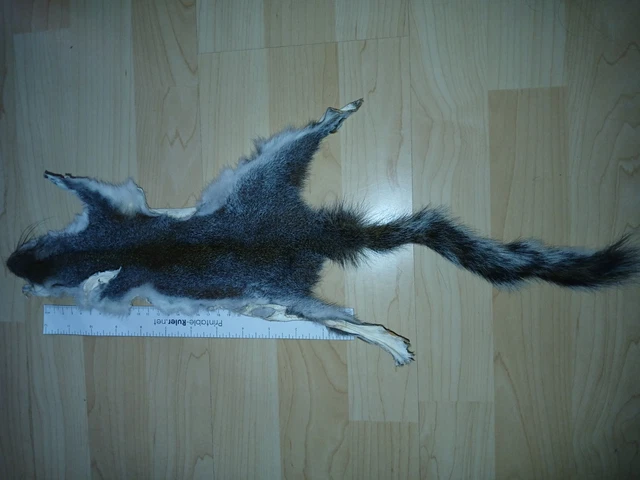 GENUINE GREY SQUIRREL (Sciurus carolinensis) skin pelt fur rug belly ...